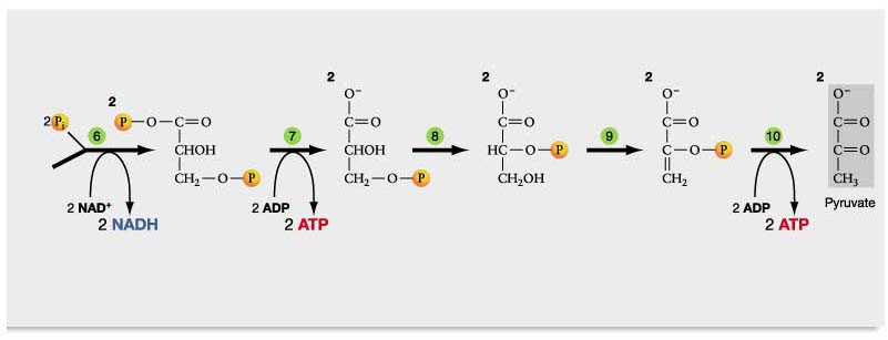 Glycolysis pathway major enzymes explained easily
