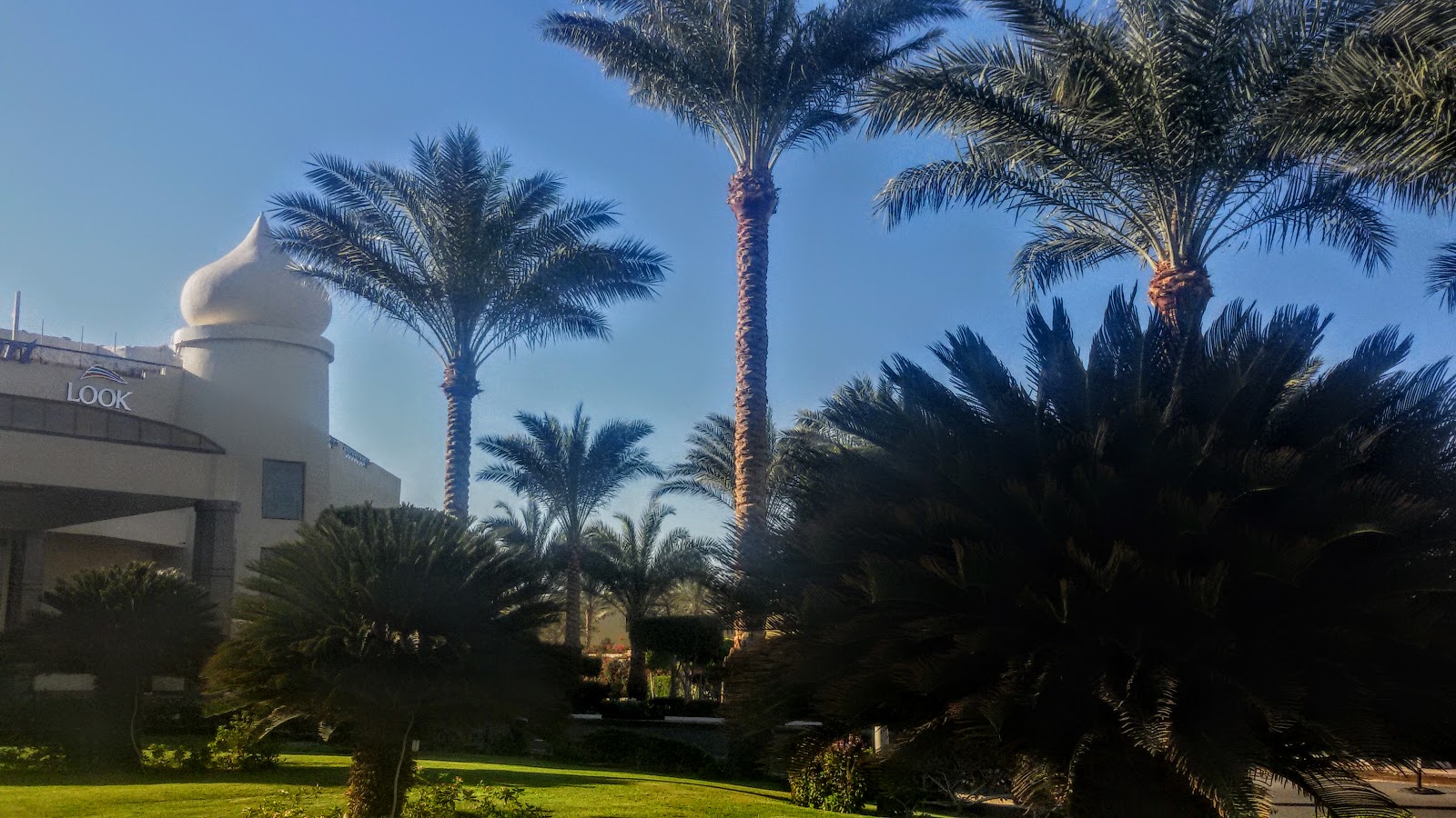 صور موبايلى: الخضرة والماء the trees and water