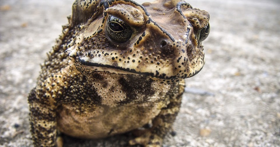 2023 - Une année pour moi: Le Crapaud Conte d'Andersen