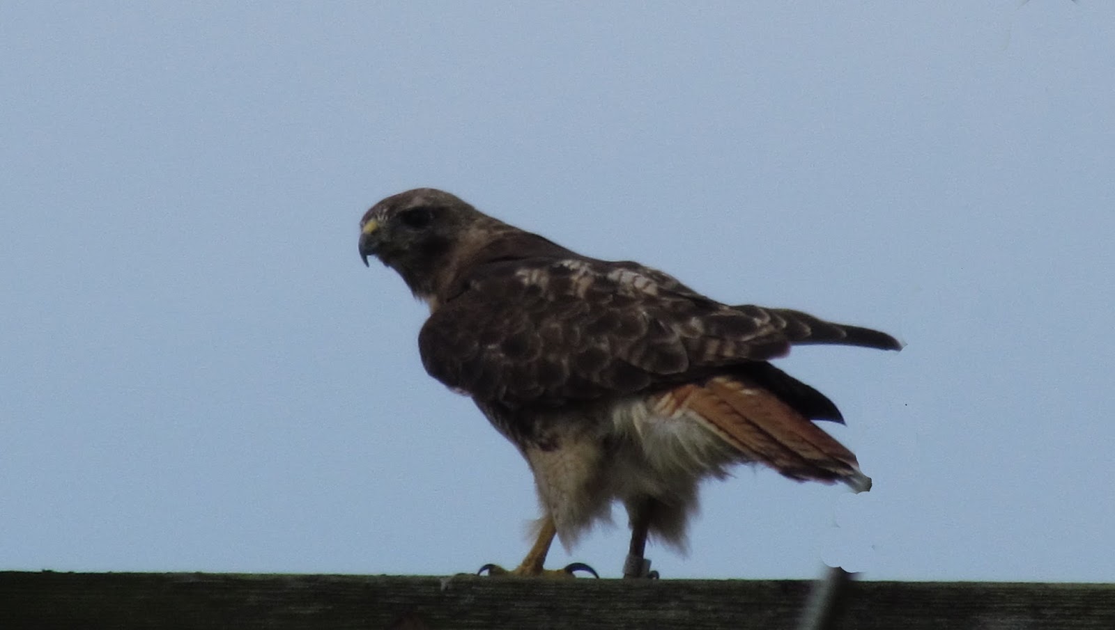 Scene Through My Eyes: Red Tail Hawk