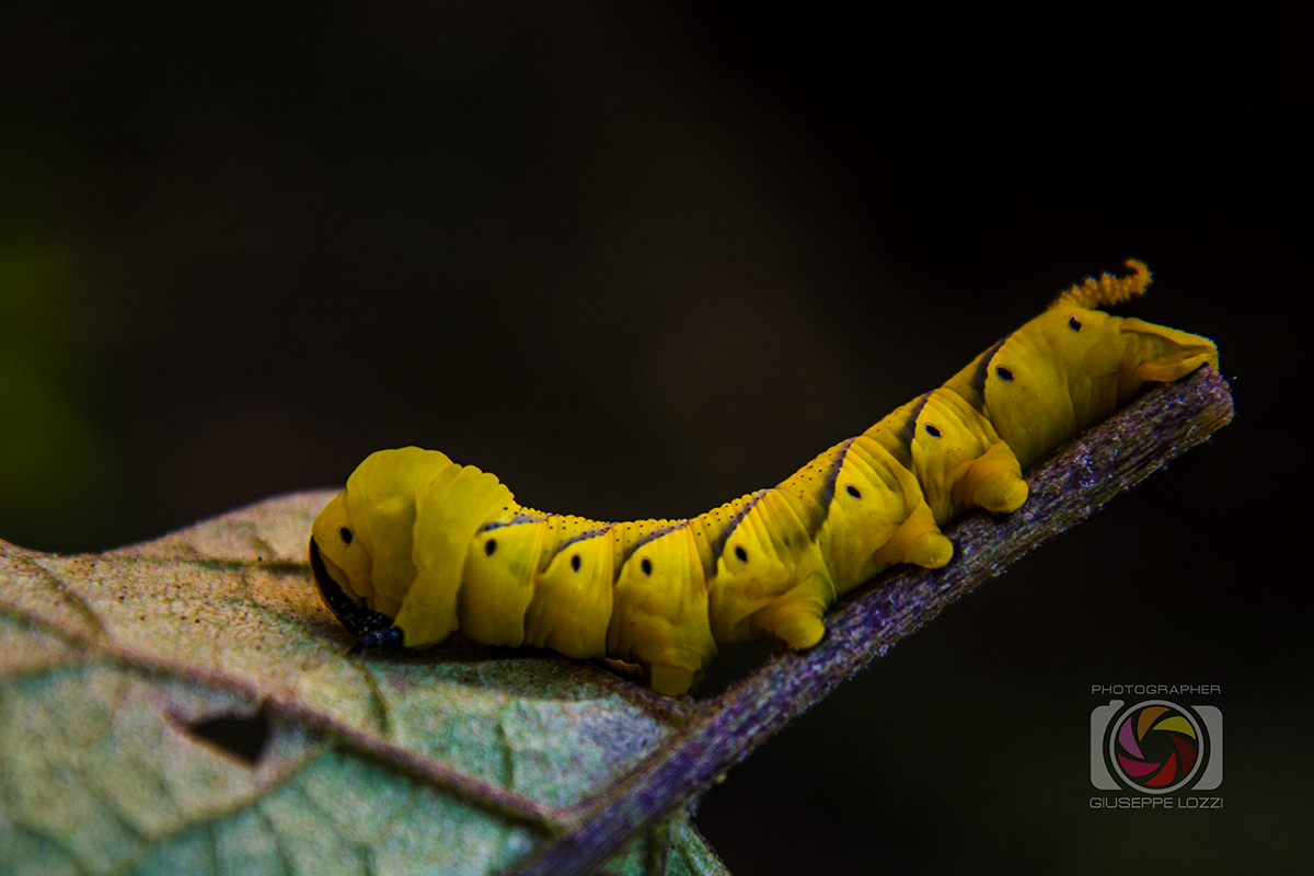 Fotografando: ACHERONTIA ATROPOS...