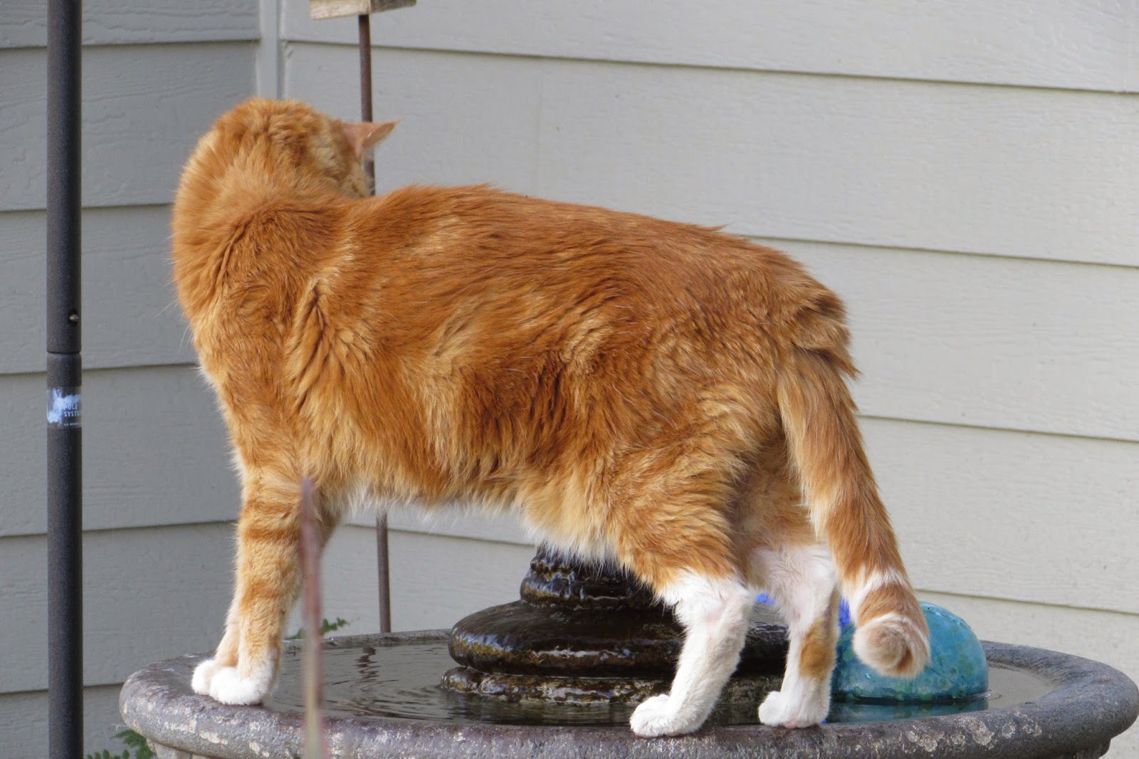 Garden Grumbles and Cross Stitch Fumbles: Feline in the Fountain