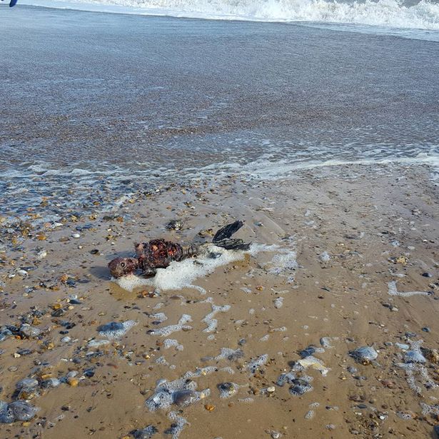Breaking News | AsiriNaija's Blog: Mermaid Caught Dead On A Beach