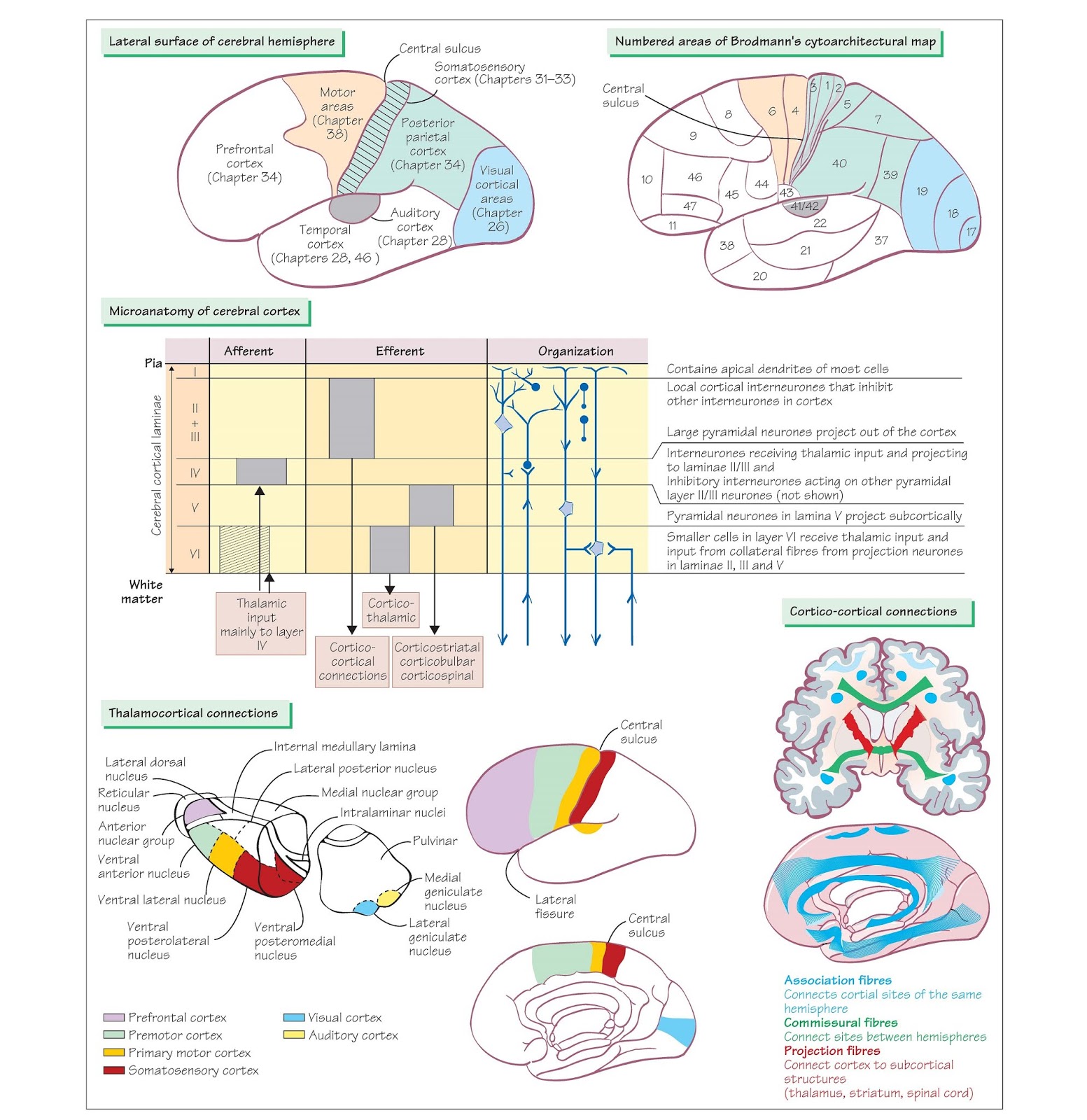 Organization Of The Cerebral Cortex And Thalamus - pediagenosis