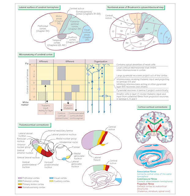 Organization Of The Cerebral Cortex And Thalamus - pediagenosis
