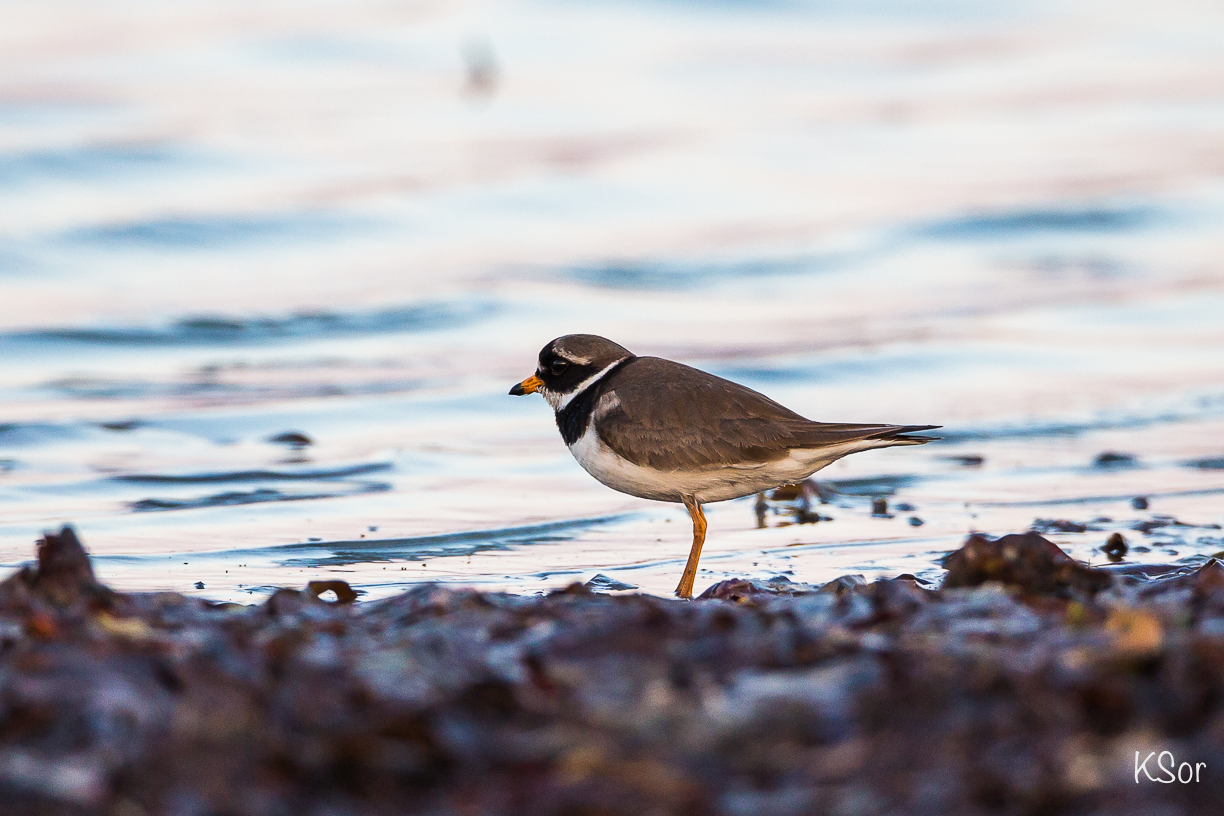 Kjetil Søreides fotoblogg: Sandlo (Common Ringed Plover)
