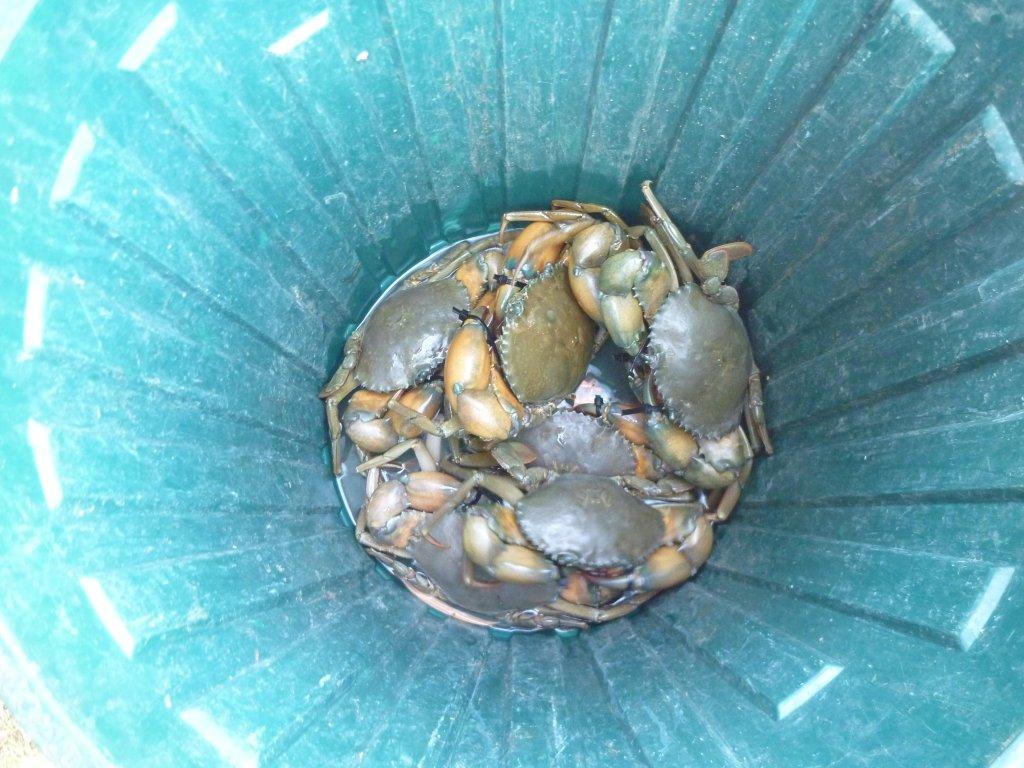 Just Keep on travelling: Mud crab racing in Derby, WA