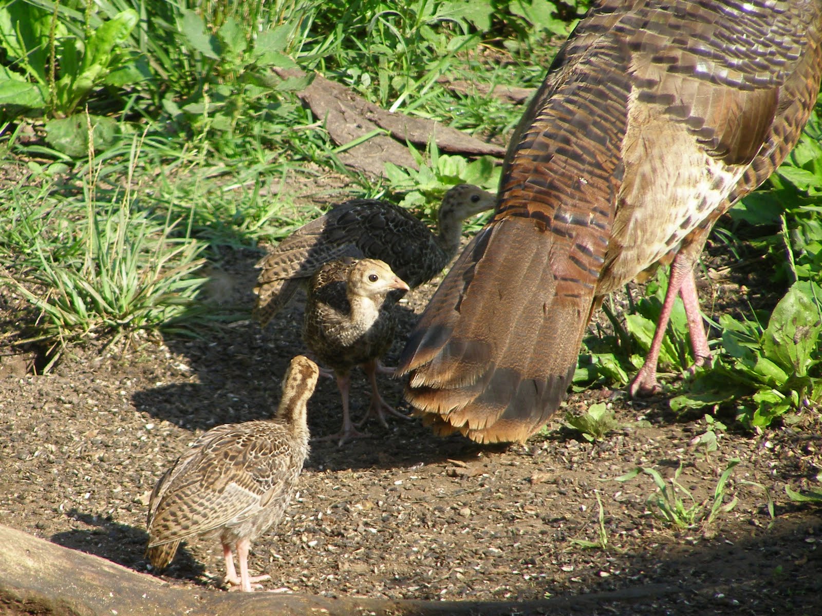 Blue Jay Barrens: Turkey Poults