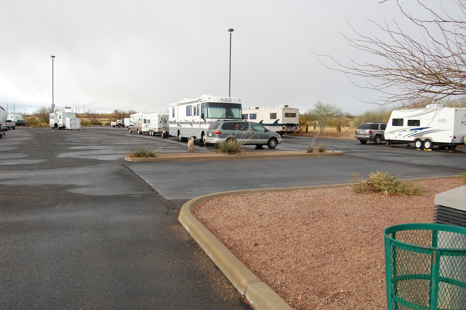 Wandering Around: March 12: White Spar FS campground, Prescott