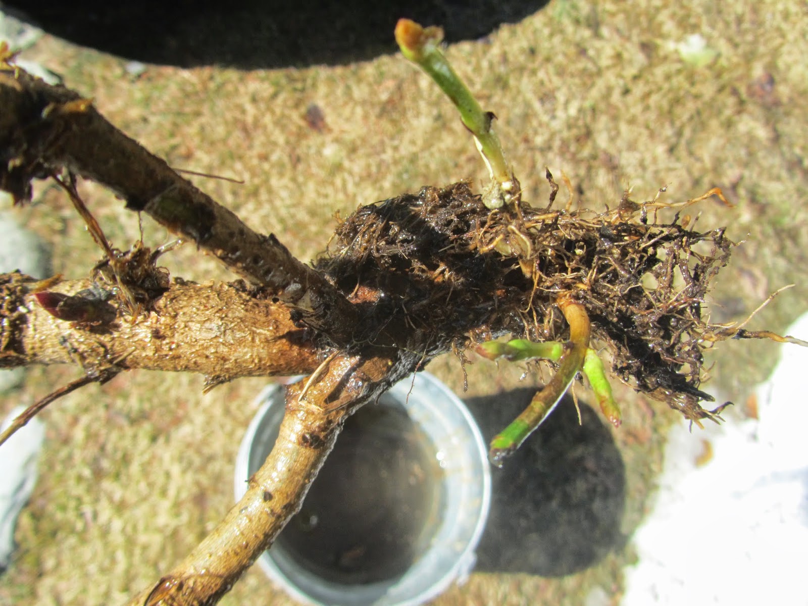 Jen & the Bean stalk: Yard work & Gopher woes... already!