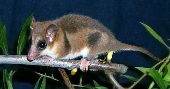 Argentina nativa: Monito del monte (Dromiciops gliroides)