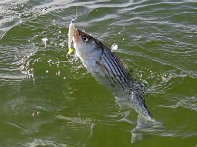 Saltwater Fishing News: Mid Atlantic Striped Bass EEZ Enforcement