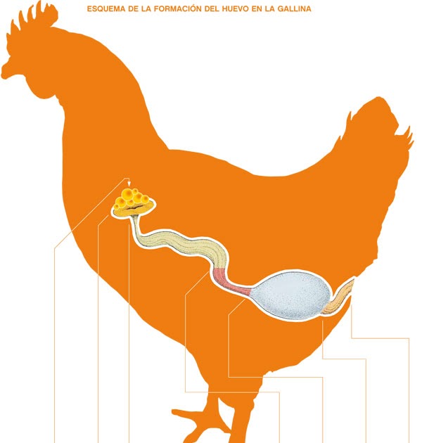 CACAREANDO: FORMACION DEL HUEVO