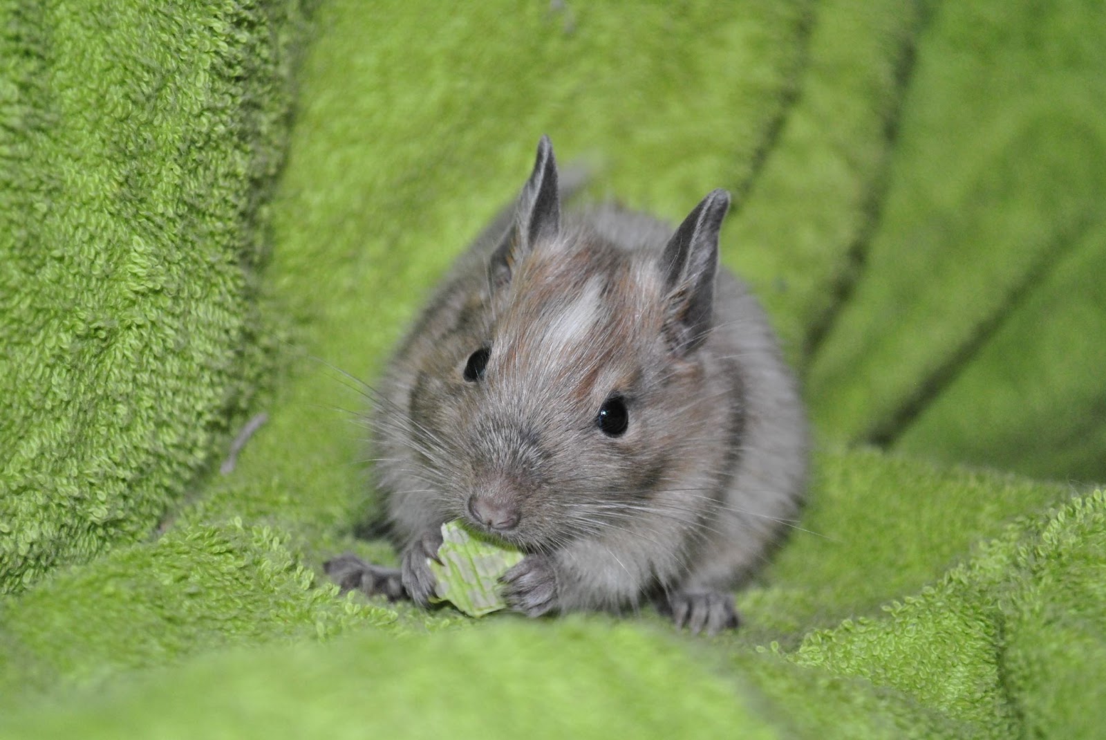 Degudrey - doupě Degu: Vrh N