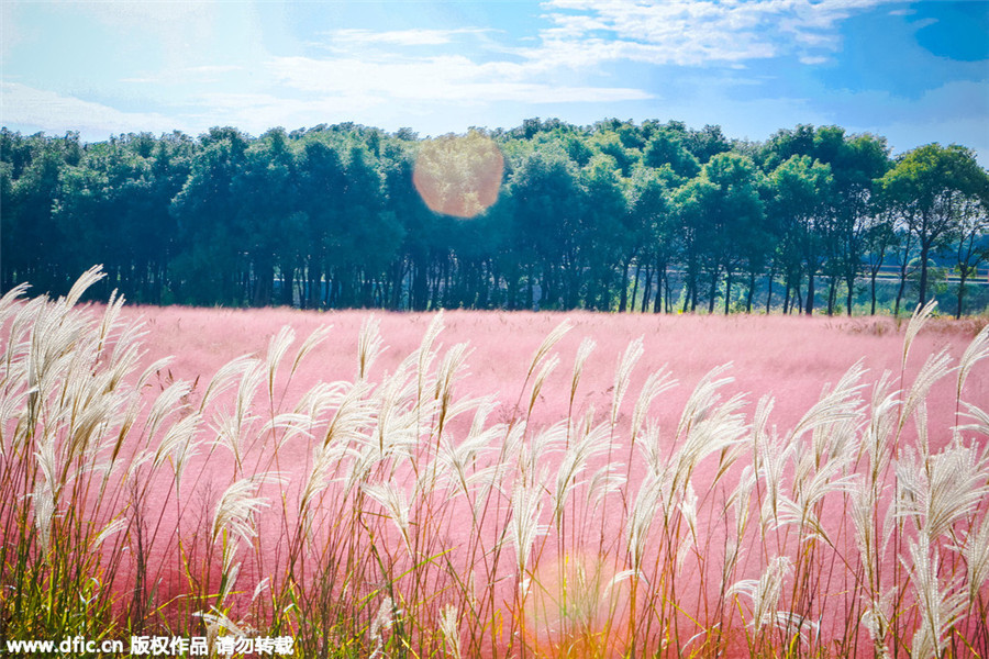 Romantic in Pink: Wild Pink Grass Field in Shanghai, China - For Urban ...
