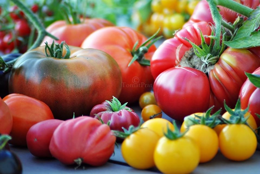 Helenes Tomater: Hva er HEIRLOOM tomater?