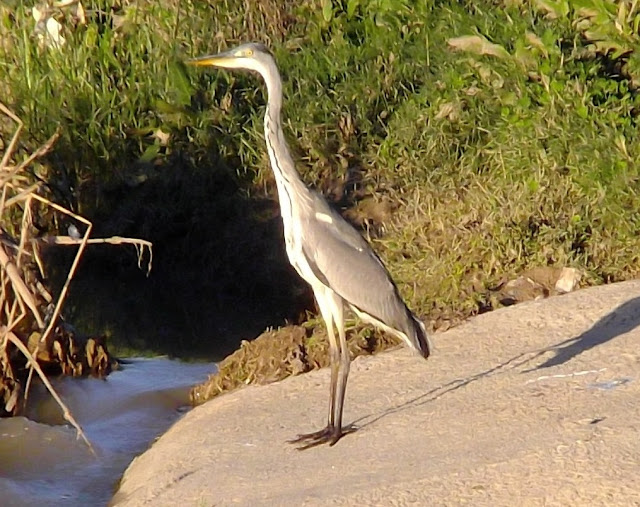 La senda del naturalista: Garza Real.