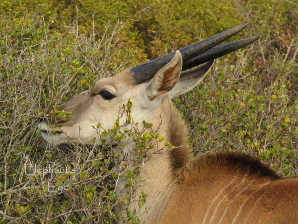 Send in the eland