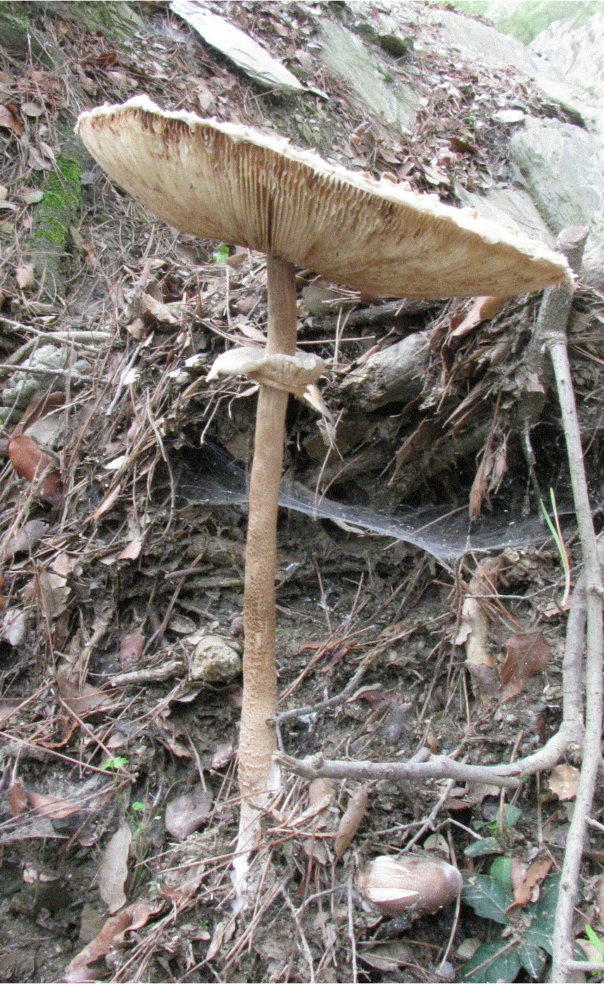 Bolets de Collserola: Apagallums