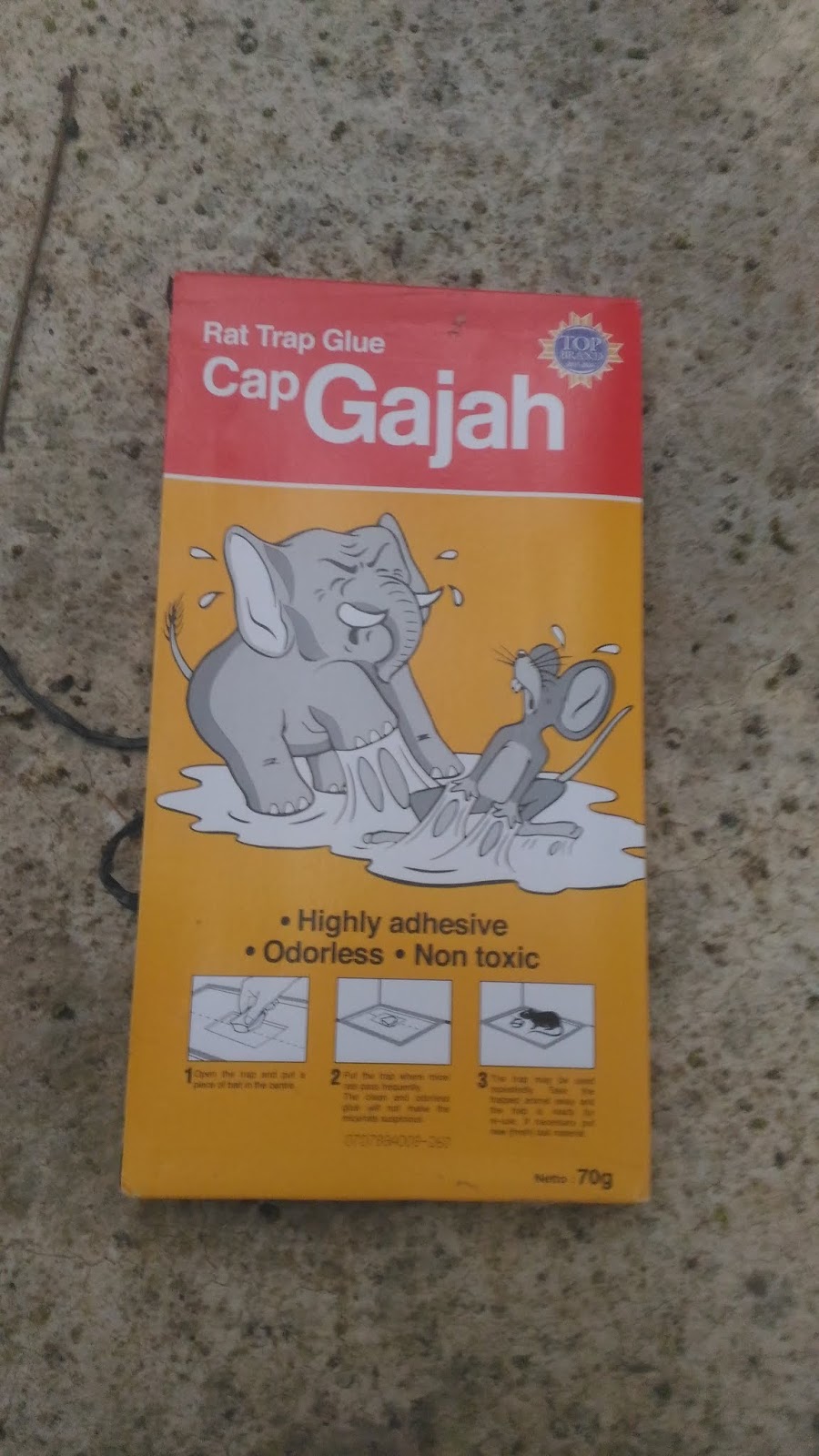 Cara Mengusir Tikus Dan Curut Dari Rumah Paling Ampuh dan Aman - suhendri22