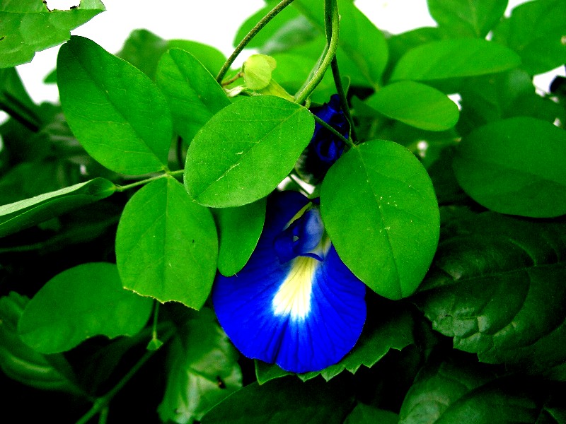 Raghu's jottings....: Shankhupushpam - Another beautiful, edible flower