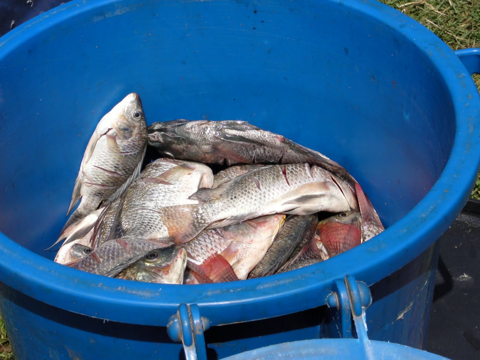 SMALL-SCALE FARMING COMMERCIALIZED: LUCRATIVE FISH FARMING