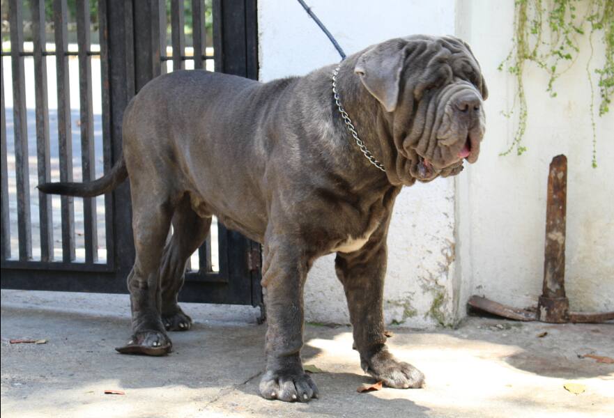 Massicci: Allevamento Mastini del Vulcano