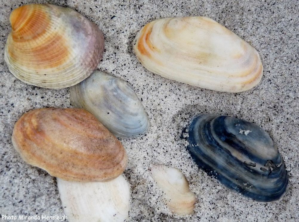 Gorgeous with Attitude: Pipi Pie to Pipi Sandwiches, Recipes from a ...