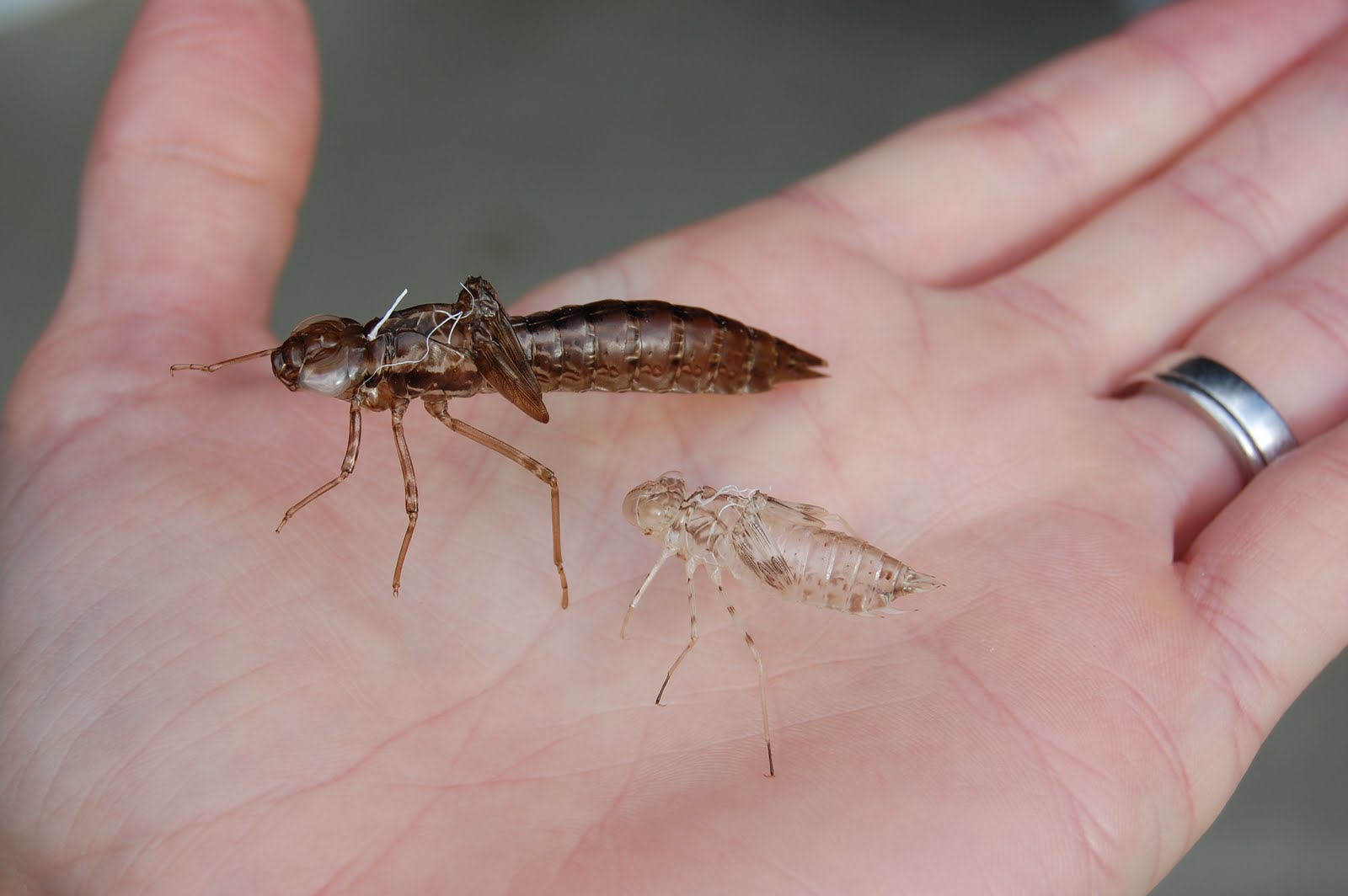 A Suburban Wilderness: Celebrating Insect Diversity Week: Dragonflies!
