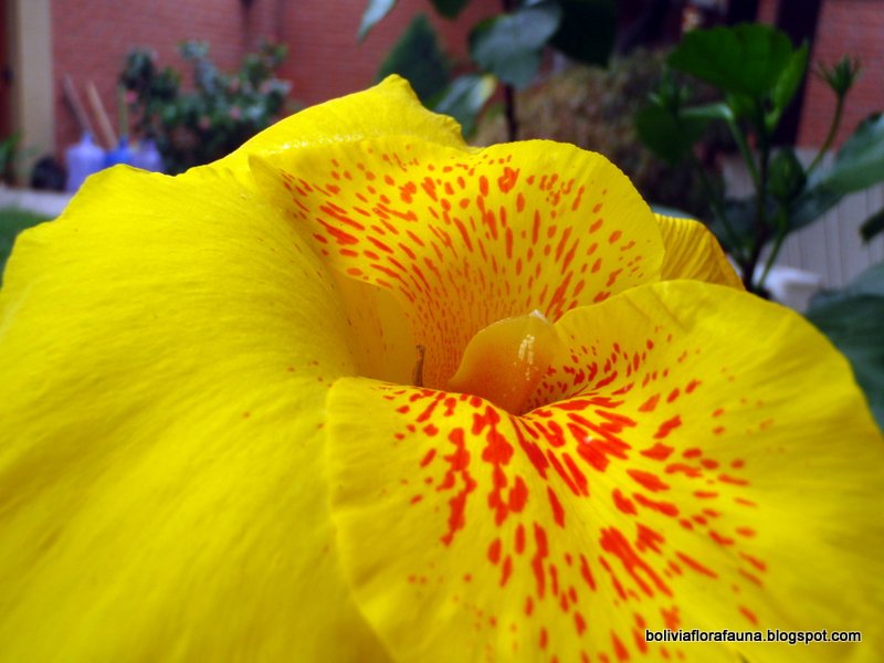 Bolivian Flora y Fauna: Flowers – A Photo Essay