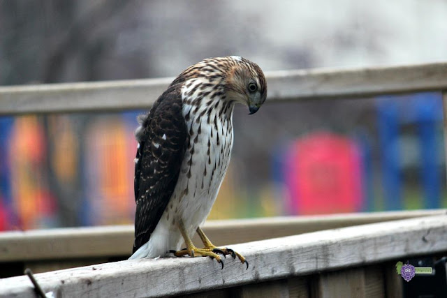 SCG Niagara: The Hawk Has Landed - in the BackYard
