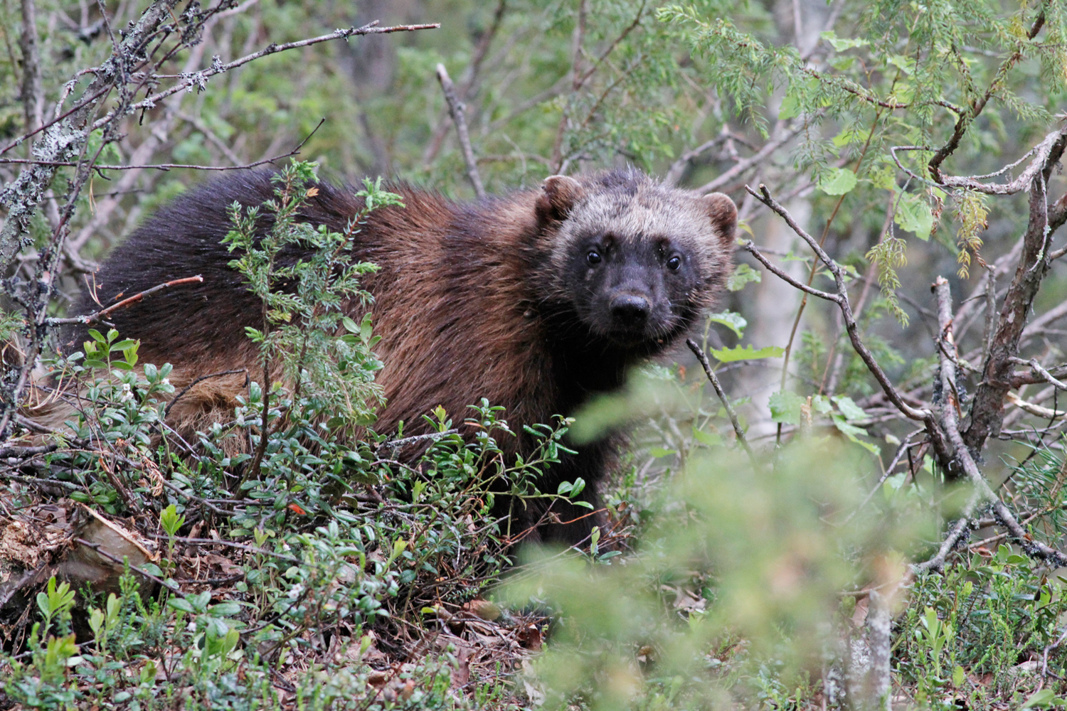 Cream Tea Birding: FINLAND - Wolverine and Bear!