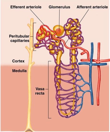 Ciencias de Joseleg: 12 EL RIÑÓN HUMANO