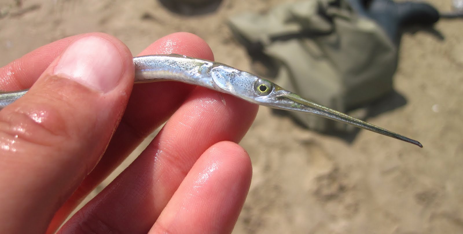 Fish That Look Like People