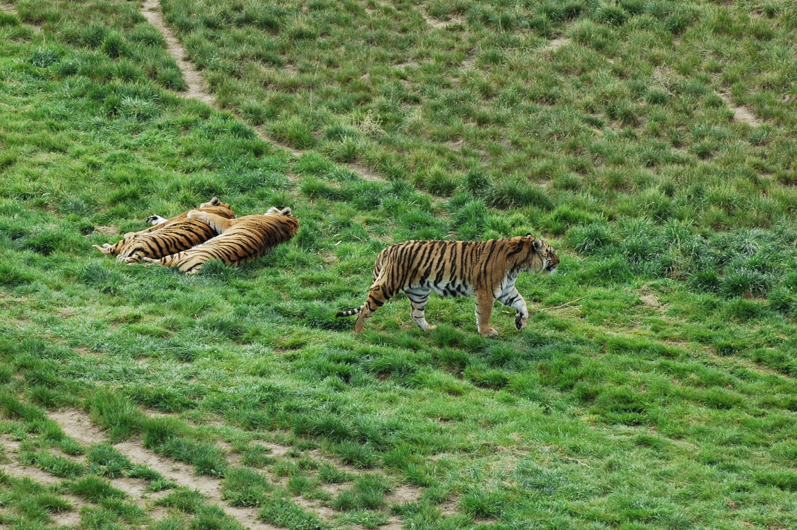 Explore Colorado: The Wild Animal Sanctuary ~ Tigers with Tammy