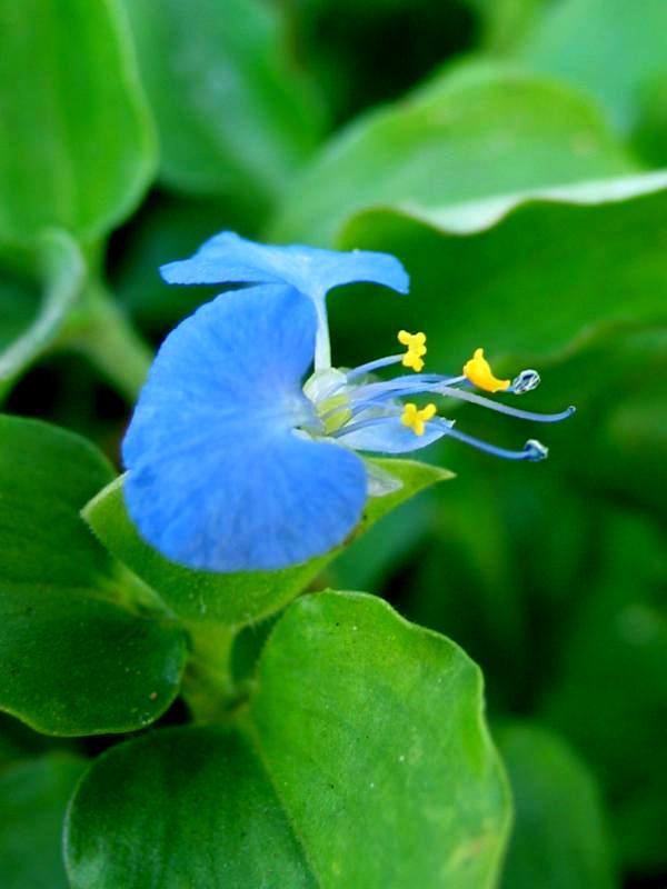 PLANT FAMILIES OF PUERTO RICO AND FLORIDA PAPO VIVES: COMMELINACEAE GÉNEROS
