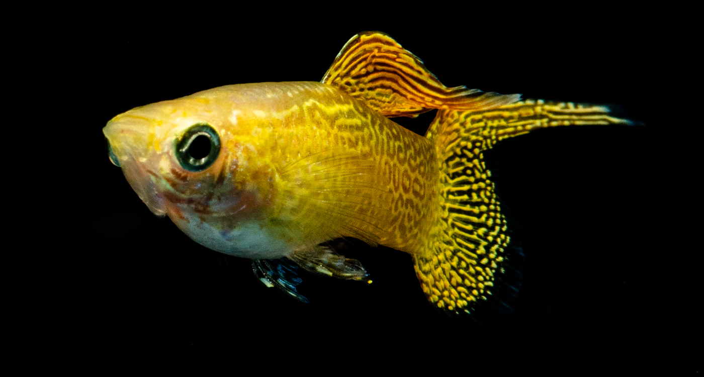 Guppy Show in Vienna Trios and Pairs 2019 - Ralfs-Guppy-Blog