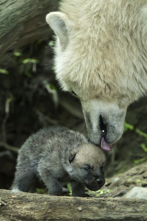 Baby Arctic Wolf Howling