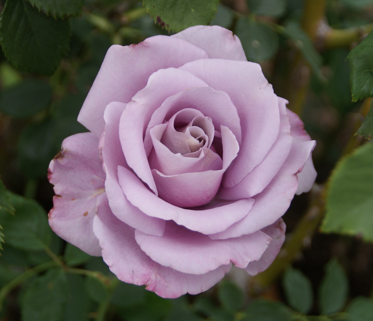 Organic Garden Dreams: May Roses