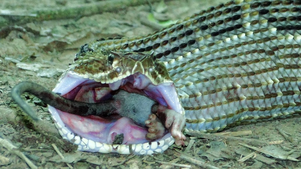Bonito - MS / BRASIL: Crotalus durissus - Cobra Cascavel / Bonito - MS