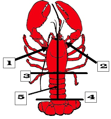 Incursiuni prin gastronomie: Homar Thermidor