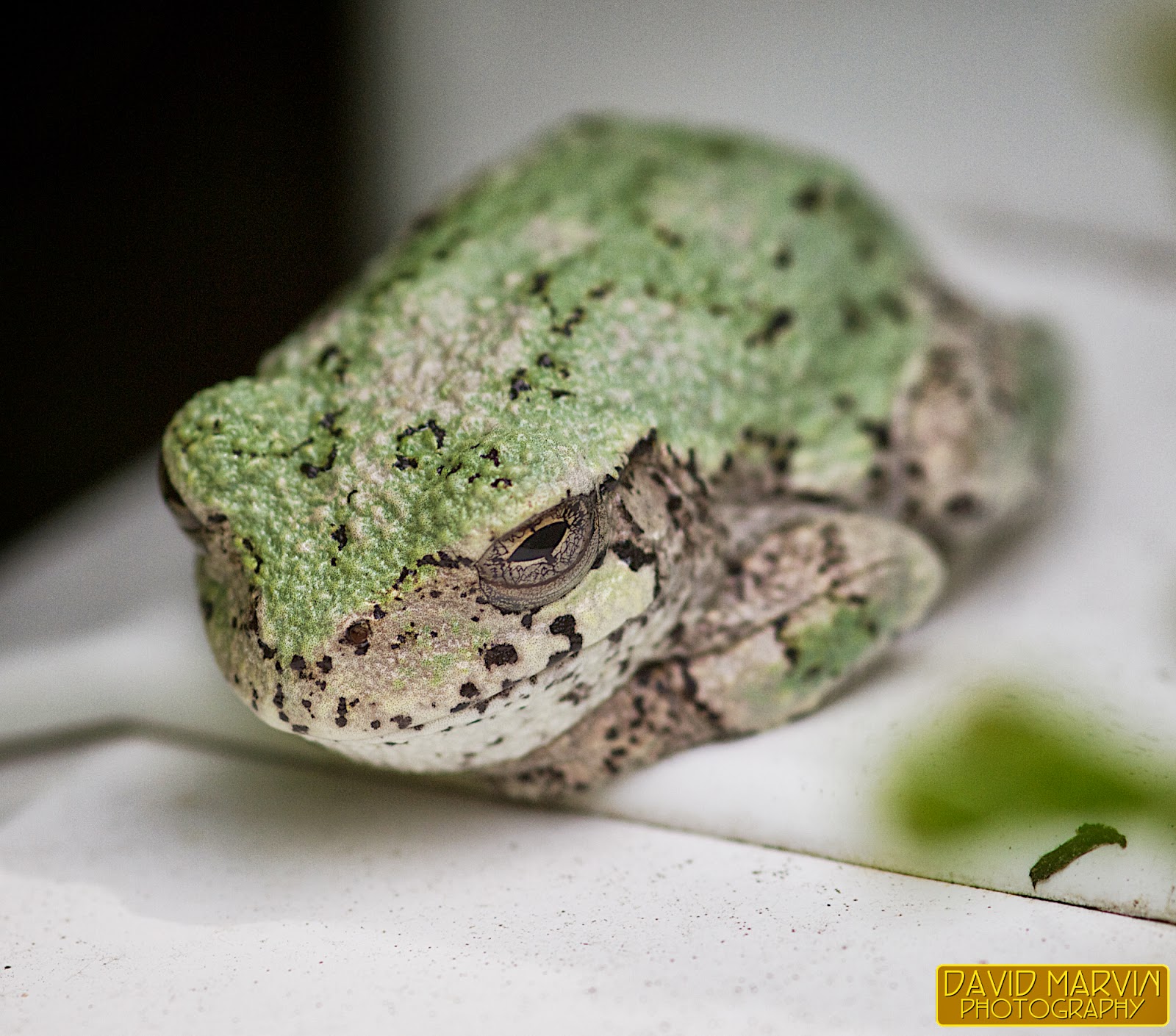 David Marvin Photography - Lansing, Michigan: Tree Frog