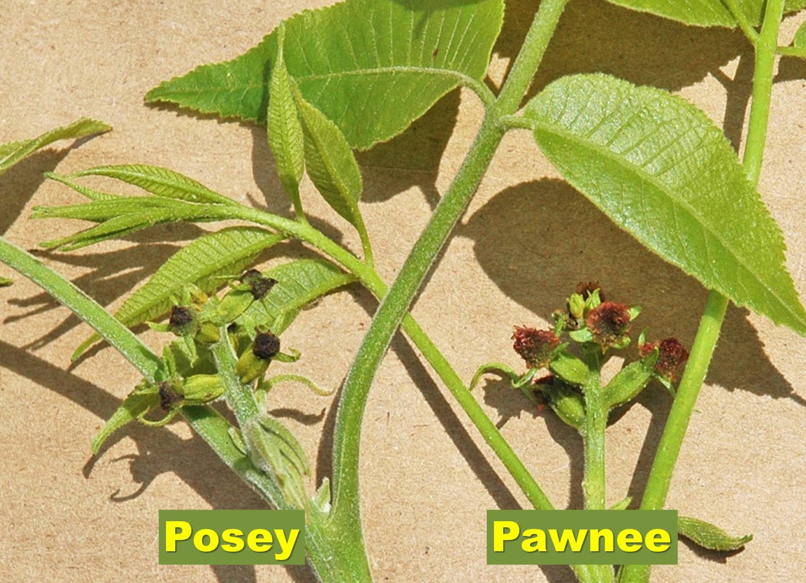 Northern Pecans: Checking on pecan pollination