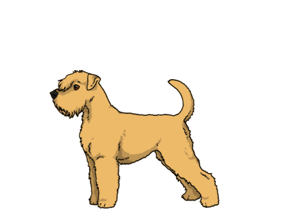 Furry-Paws Dog Breed Colors : Soft Coated Wheaten Terrier Colors