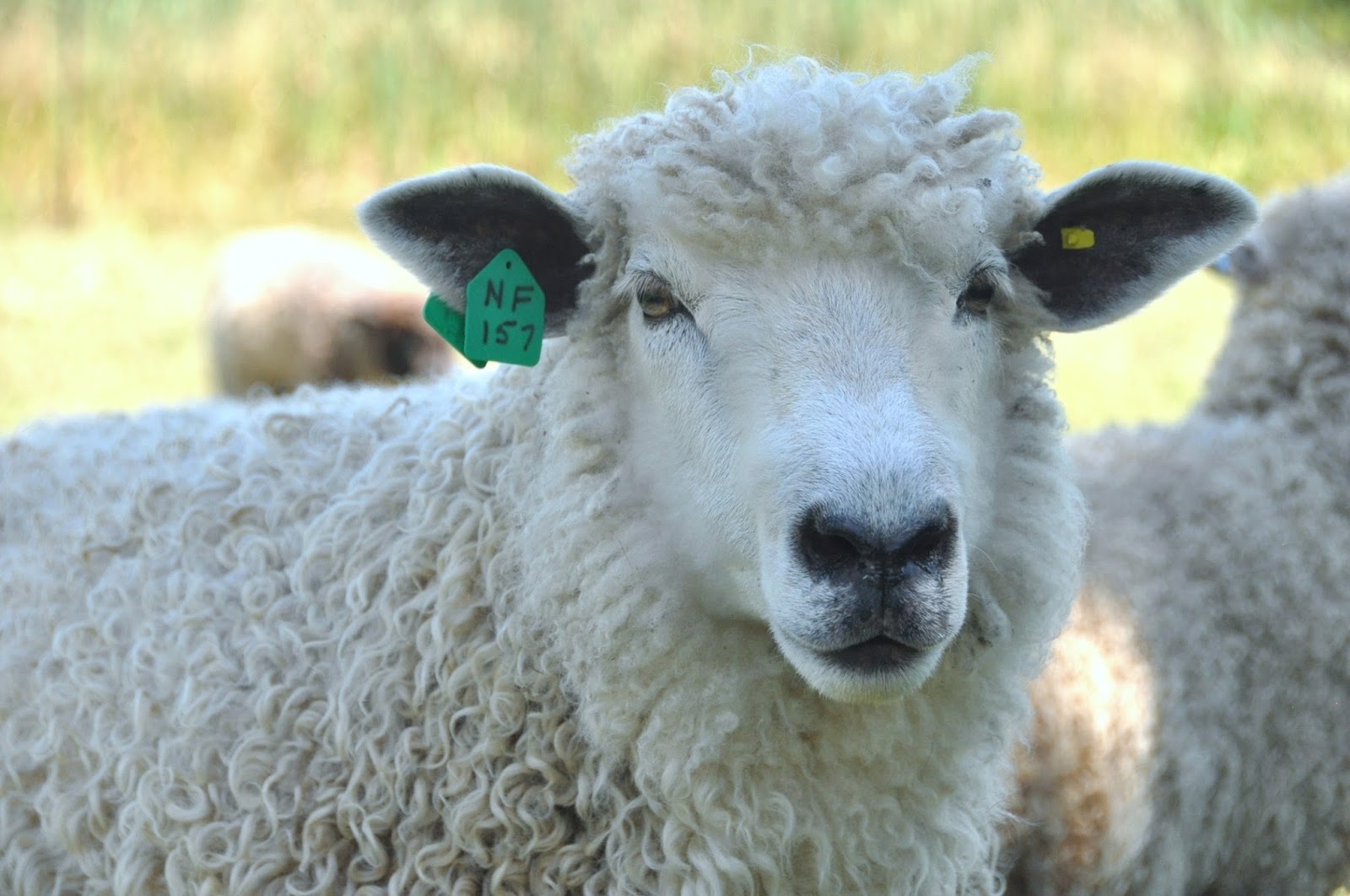 Knee Deep in Sheep: Sheep Shots