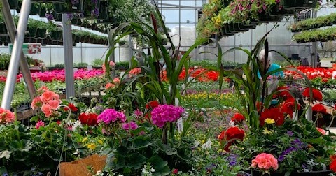 Sunnyside Greenhouses - Greenfield, IN: Spring is here!