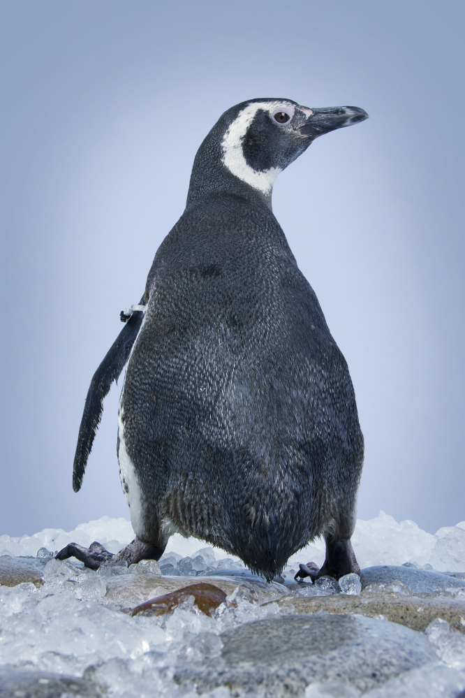 Wiinterrr's Day: Images of the Day--Aquarium of the Pacific's ...