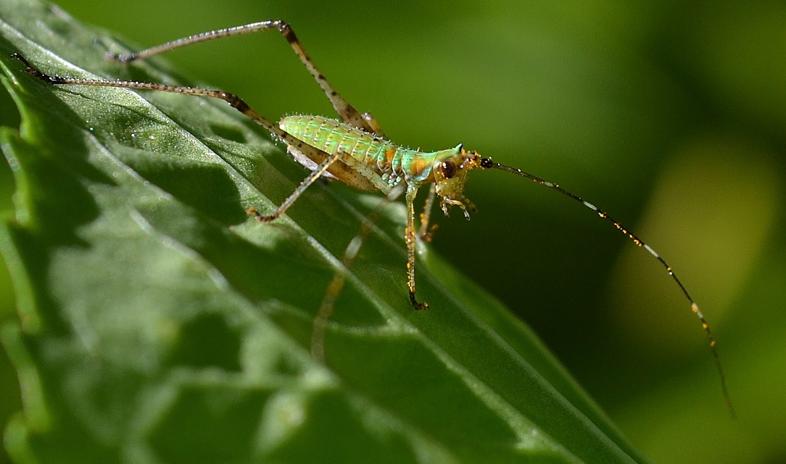 Minute Miracles by Lori L. Poole: baby katydid