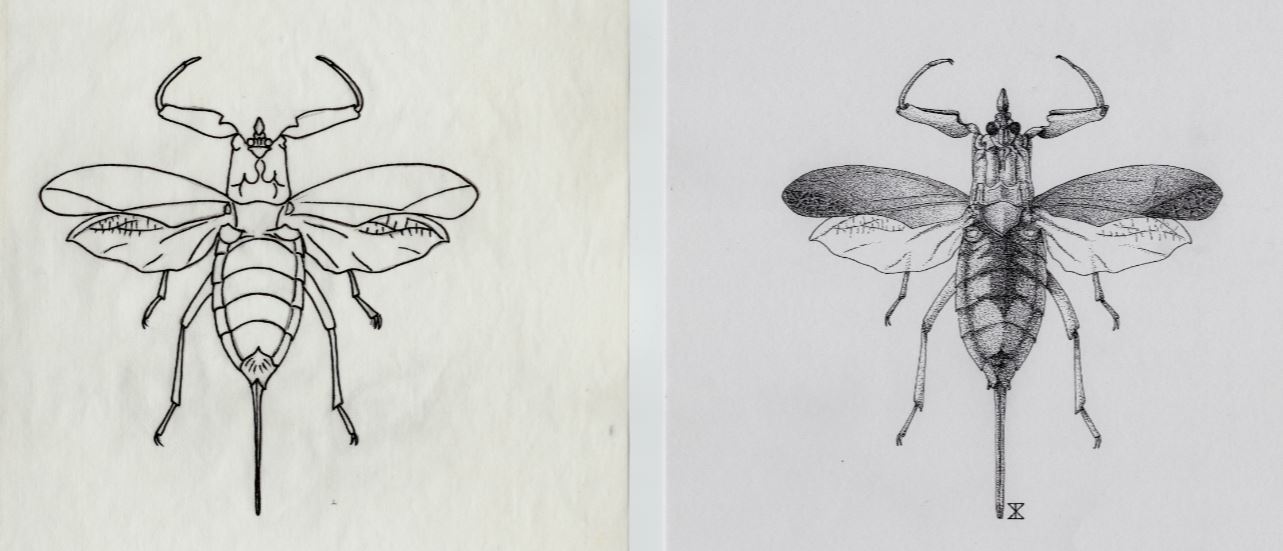 NATUURTEKENINGEN: Insecten tekenen in Nederland