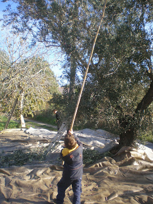 παιχνιδοκαμώματα στου νηπ/γειου τα δρώμενα: επίσκεψη σε ελαιώνα!!!!!